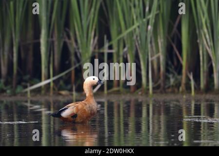 A beautiful ruddy shelduck birds in the water Stock Photo - Alamy