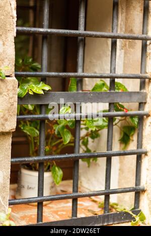 Flower in a pot in a black frame on a gray background, top view, layout ...