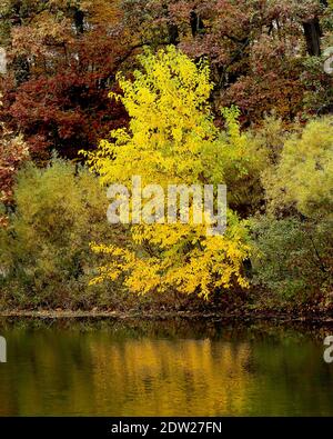 Slow moving creek with overhanging trees yellow green and red colors ...