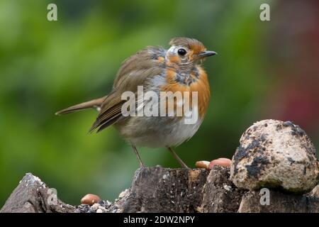 red robin suffering with bird mites Stock Photo - Alamy
