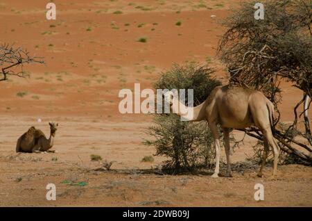 Tiwi, Oman. 28th May, 2014. An Omani Bedouin woman wearing a ...