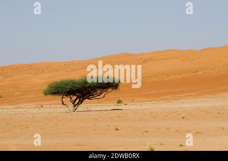 Tiwi, Oman. 28th May, 2014. An Omani Bedouin woman wearing a ...