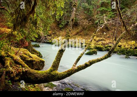 Boulder River flowing through old growth forest, Boulder River ...