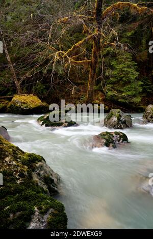 Boulder River flowing through old growth forest, Boulder River ...