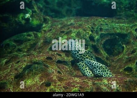 The Mediterranean moray sometimes also called Roman eel, Muraena helena ...