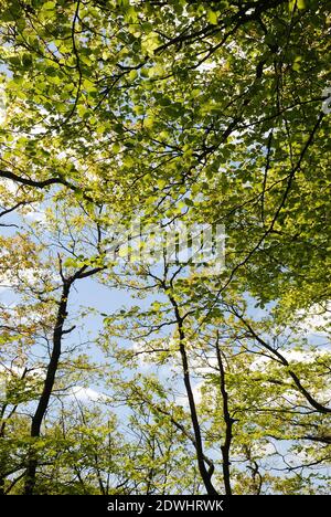 beeches in the forest in Brittany Stock Photo - Alamy