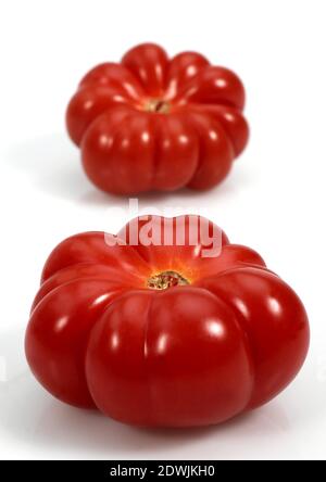 Camone Tomato, solanum lycopersicum against White Background Stock ...
