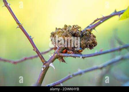 Ladybirds, Insect, hibernation, diapause, adult state, survive, cold ...