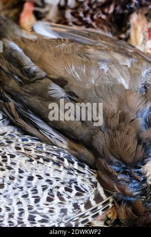 The Red-legged Partridge, red-legged, plumage, detail, side view, grass ...