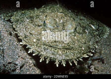 Anglerfish, Lophius piscatorius Stock Photo - Alamy