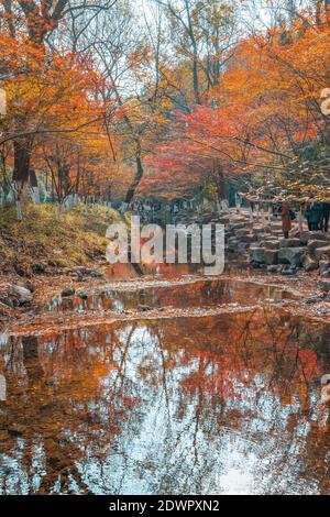Red maple trees in Hangzhou City, east China's Zhejiang Province, 29 ...