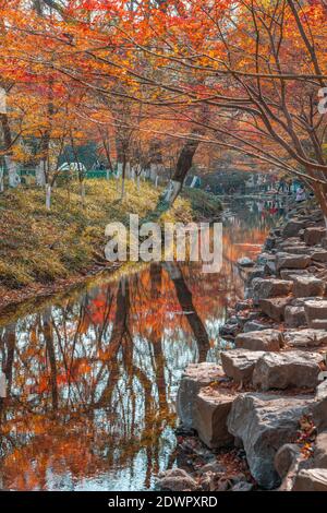 Red maple trees in Hangzhou City, east China's Zhejiang Province, 29 ...