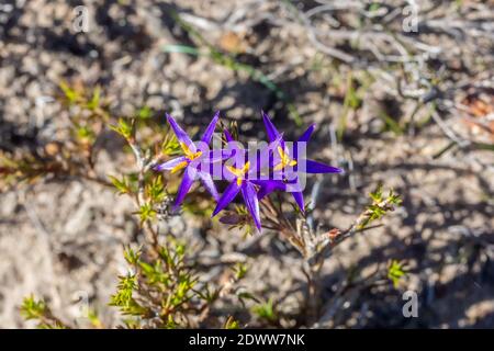 Tinsel Lily (Calectasia grandiflora) in the Tarin Rock Nature Reserve ...