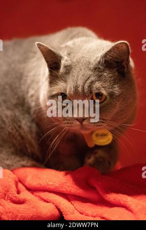 A vertical closeup shot of a grumpy British shorthair cat on a red ...