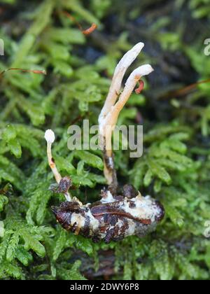 Cordyceps farinosa, also called Isaria farinosa, an entomopathogenic ...