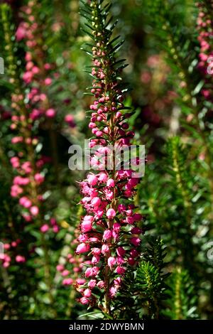 The Cornish heath (Erica vagans) in flower Stock Photo - Alamy