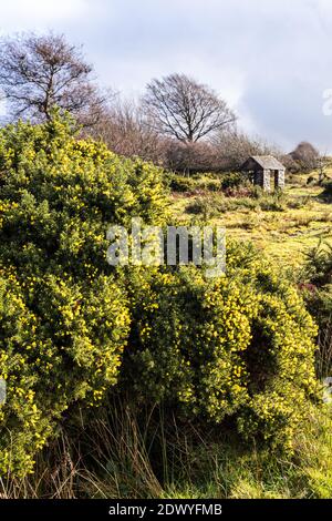 Caractacus Stone, Winsford Hill, Somerset Stock Photo - Alamy