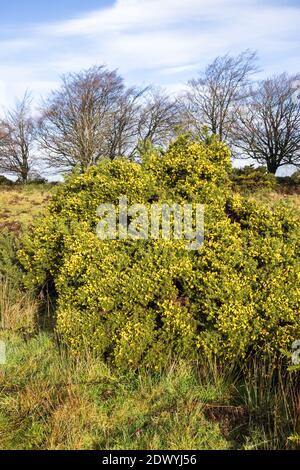 A natural view of flowering bush on a hill against vast mountains ...