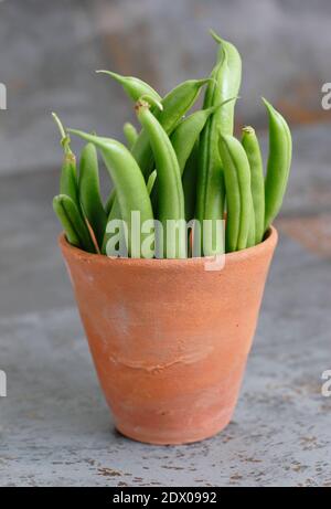 French climbing beans Stock Photo - Alamy