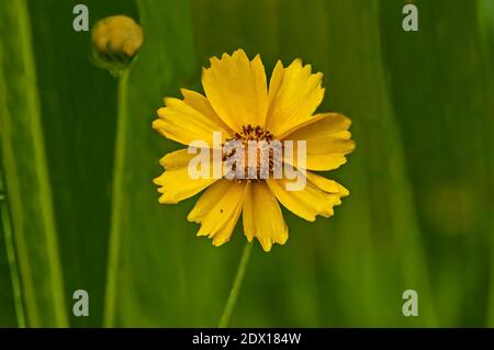 Beautiful yellow flowers Coreopsis lanceolata. Taken in the Early ...