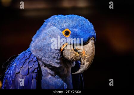 Hyacinth macaw close up on a palm tree in the nature habitat, wild ...