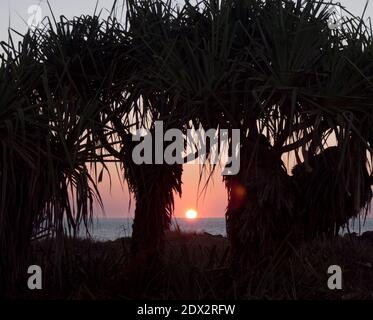 Pandanus sunset, Australia, Western Australia, Kimberley, Dampier ...