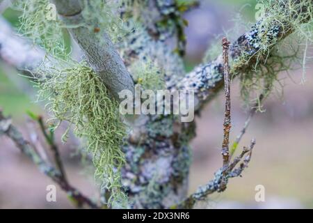 Thallus foliose, green-grey lichen of Genus Xanthoparmelia- Family ...