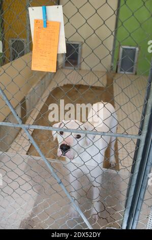Cats and Dogs at SPA (animal protection association) shelter In Orgeval ...