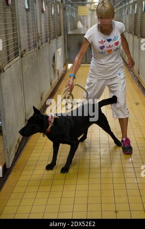 Cats and Dogs at SPA (animal protection association) shelter In Orgeval ...