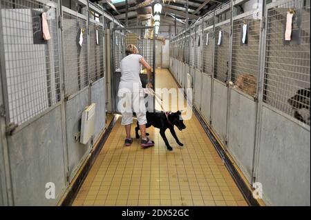 Cats and Dogs at SPA (animal protection association) shelter In Orgeval ...