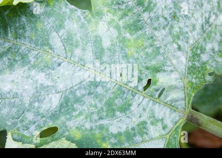 Squash plant leaf infected with Powdery Mildew disease Stock Photo - Alamy