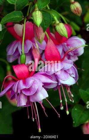 Fuchsia flower or Lady's Eardrops on Angkhang mountain, chiangmai ...