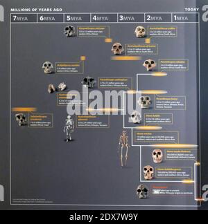 Caveman, Neanderthal, Primate, Homo Habilis, Homo Rudolfensis, Homo ...