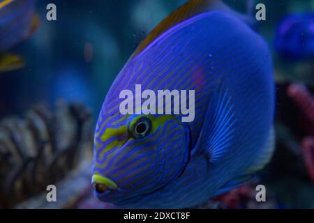 Orlando, FL. Variety of tropical fish swimming in tanks on display at ...