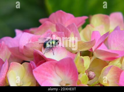 HYDRANGEA WITH GREEN BOTTLE FLY Stock Photo - Alamy