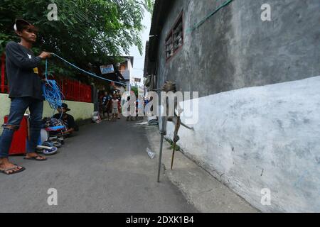 Exploitation of Animals Wrapped in Entertainment Stock Photo - Alamy
