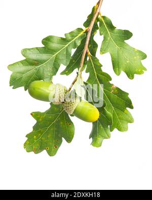 An oak twig with oak leaves and acorns, isolated on a white background. Hand-drawn pencil ...