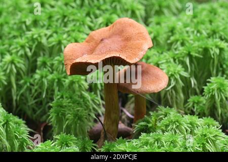 Cortinarius rubellus, known as the deadly webcap, wild poisonous ...