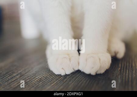 Top view of cat's paws. Wooden background Stock Photo - Alamy