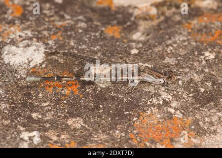 Sabino Dancer Damselfly female, Argia sabino, Coenagrionidae Stock ...