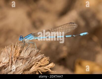Aztec Dancer Damselfly male, Argia nahuana, Coenagrionidae Stock Photo ...
