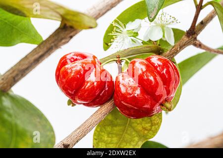Two pitangas in a pitanga tree (Eugenia uniflora). Florianopolis, Santa ...