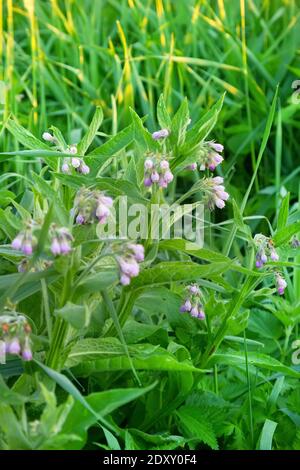 Symphytum officinale or common comfrey early in the morning with dew on ...
