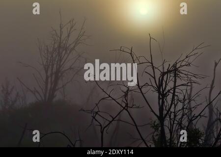 Depressing scenery and The Blues. Sickly sun of dreariness - the reason ...