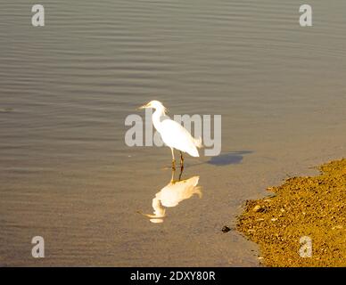 Birds of the Henderson Bird Viewing Preserve Stock Photo - Alamy