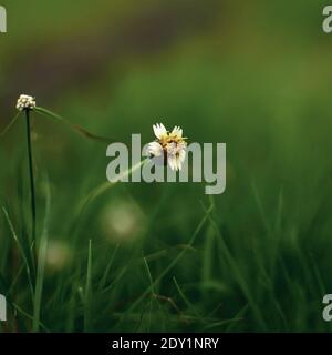 Flower of the plant Tridax procumbens Stock Photo - Alamy