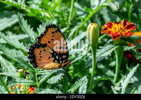 Gaudy commodore butterfly (Precis octavia sesamus). This is the winter ...