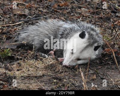 opossum marsupial possum possums mammal ohio Stock Photo - Alamy