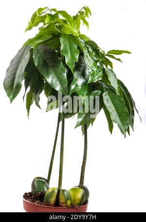 Castanospermum australe, Moreton Bay chestnut seed pod Stock Photo - Alamy