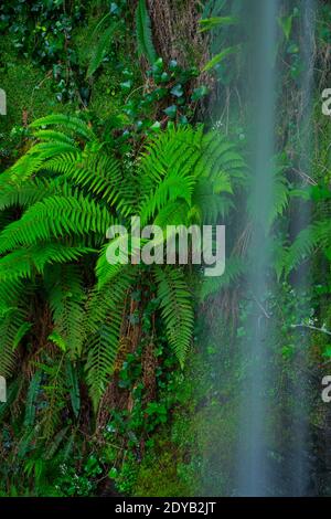 Ferns, Lamiña waterfall, Lamiña, Saja Besaya Natural Park, Cantabria ...